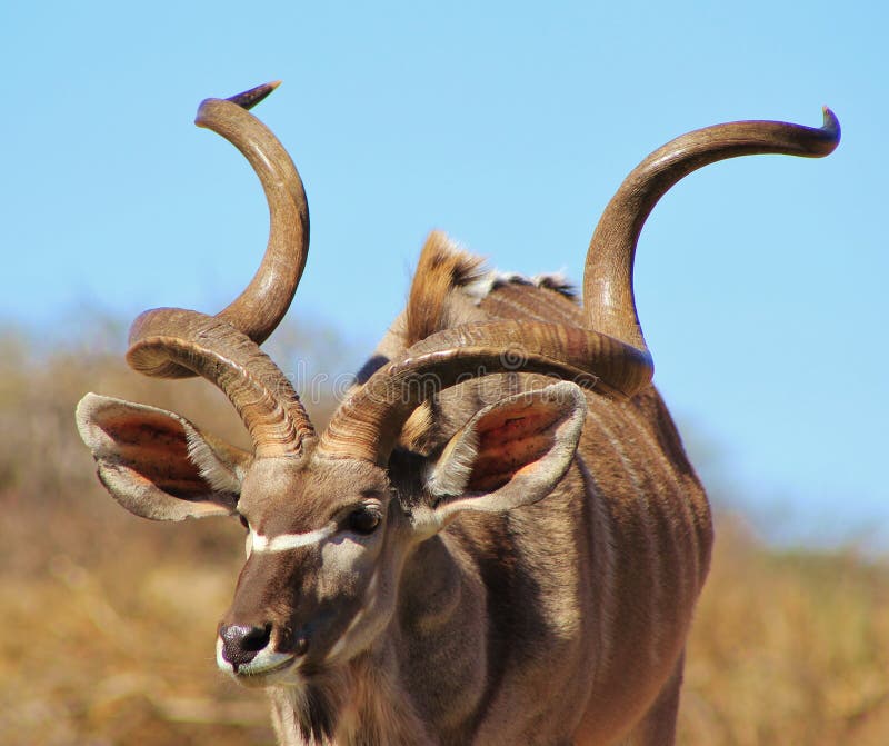 Kudu Bull - Astonishing Pride and Perfection Stock Image - Image of ...