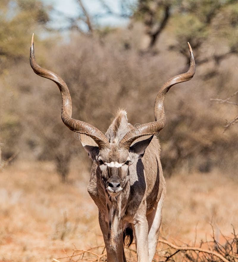 Kudu Bull stock photo. Image of striped, single, animals - 75382192