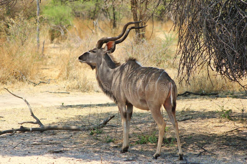 Kudu bull - Sun and Shade stock image. Image of glorious - 26954293
