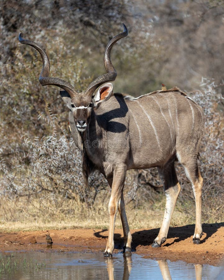 Kudu bull at the waterhole stock photo. Image of kudu - 344052742