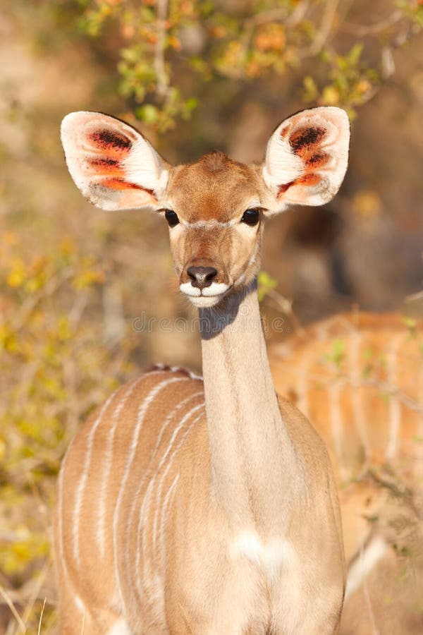 Kudu Baby, Kudu Antelope in African Bush Stock Image - Image of ...