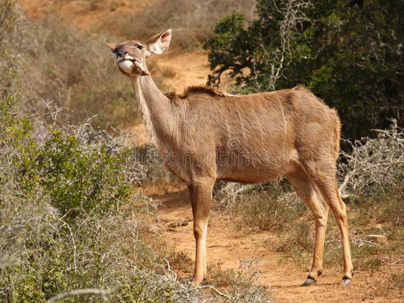 Kudu cow. stock image. Image of minerals, wild, bush, chewing - 7114169