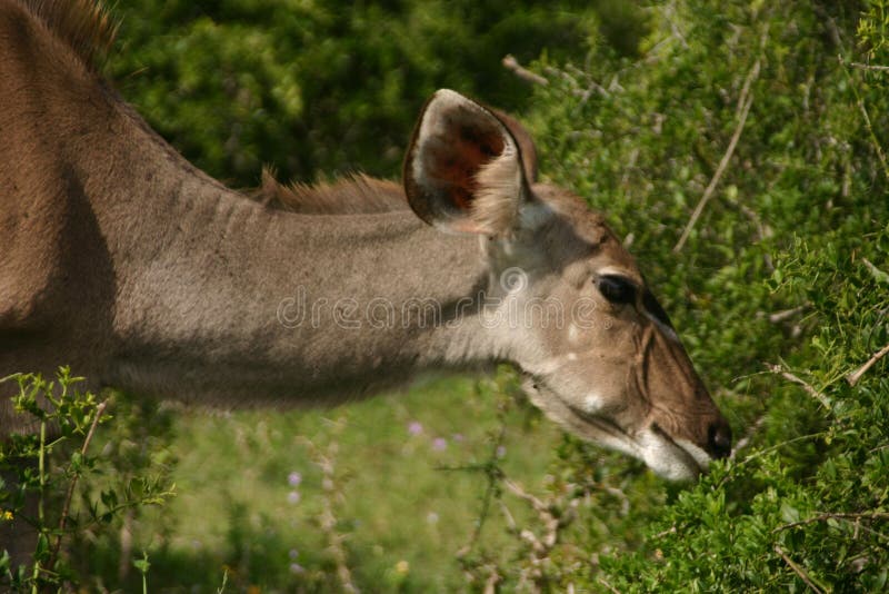 Kudu cow stock image. Image of hooves, wildlife, resting - 76012767