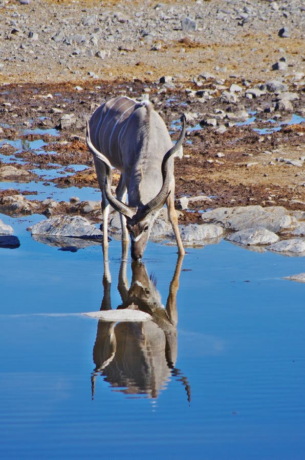 Kudu drinking stock image. Image of natural, animals - 74433363
