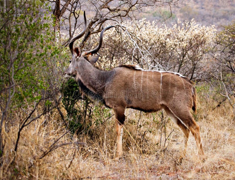 Kudu eating stock photo. Image of kudu, mammals, vegetation - 6375202