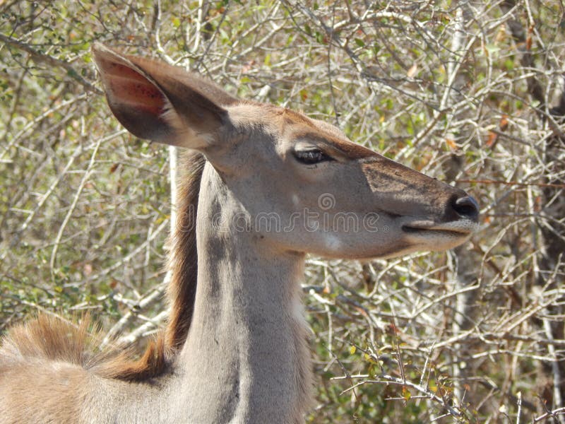 Kudu ewe head stock image. Image of kudu, nature, face - 60755721