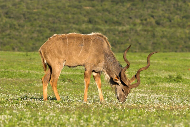 Kudu Feeding stock photo. Image of mammals, horns, tragelaphus - 1406082