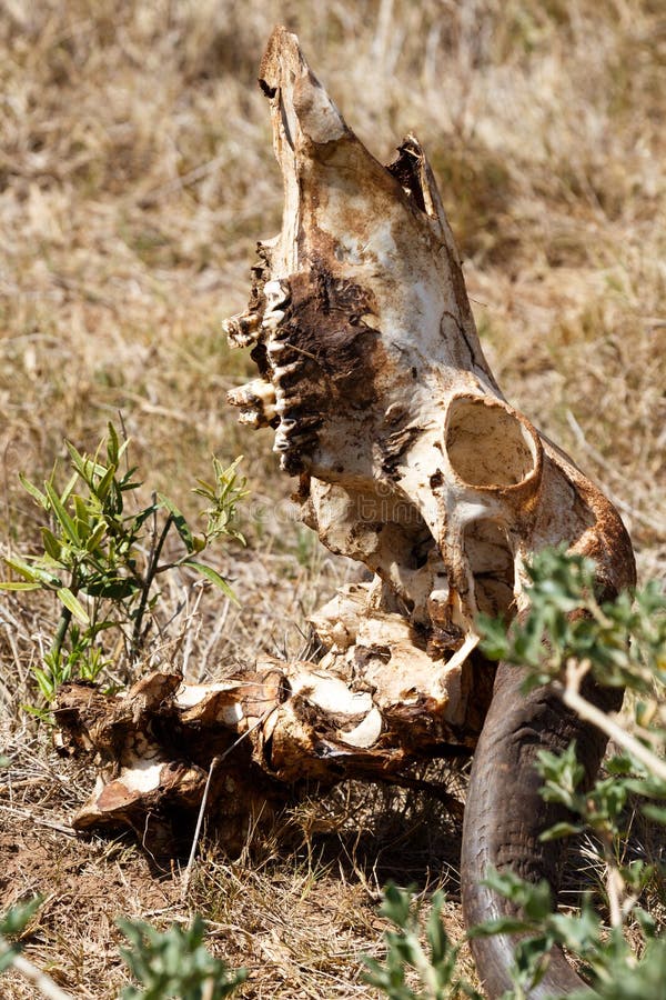 Kudu Head Skeleton Lying in the Field Stock Image - Image of landscape ...