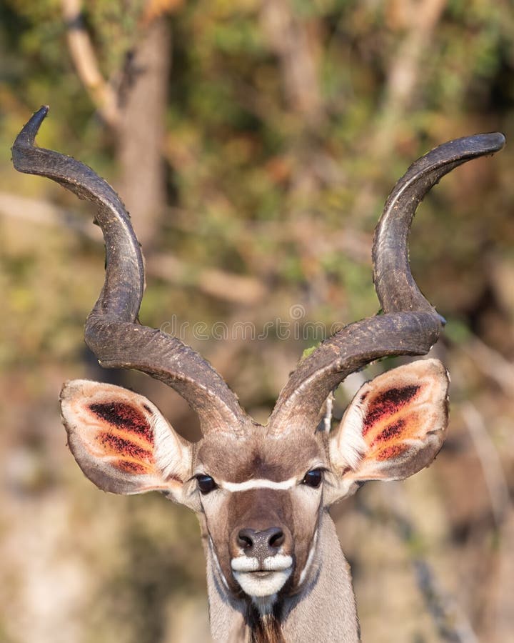 Kudu horns stock image. Image of mabalingwe, stare, symmetry - 344052943