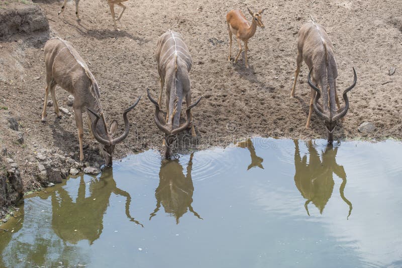 Kudu and impala at a dam stock photo. Image of water - 81689696