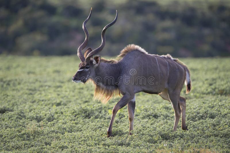 Kudu King stock photo. Image of nature, horns, muscular - 48190904