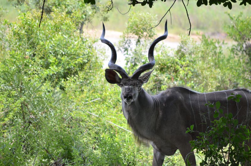 Kudu Under Acacia Tree In Bushveld At Okonjima Nature Reserve, Namibia ...