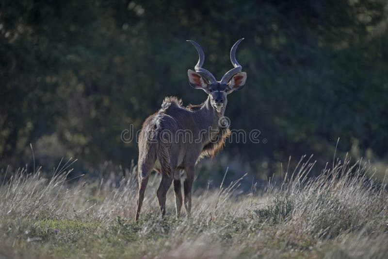 Kudu Looking Back stock photo. Image of horns, alert - 49338408