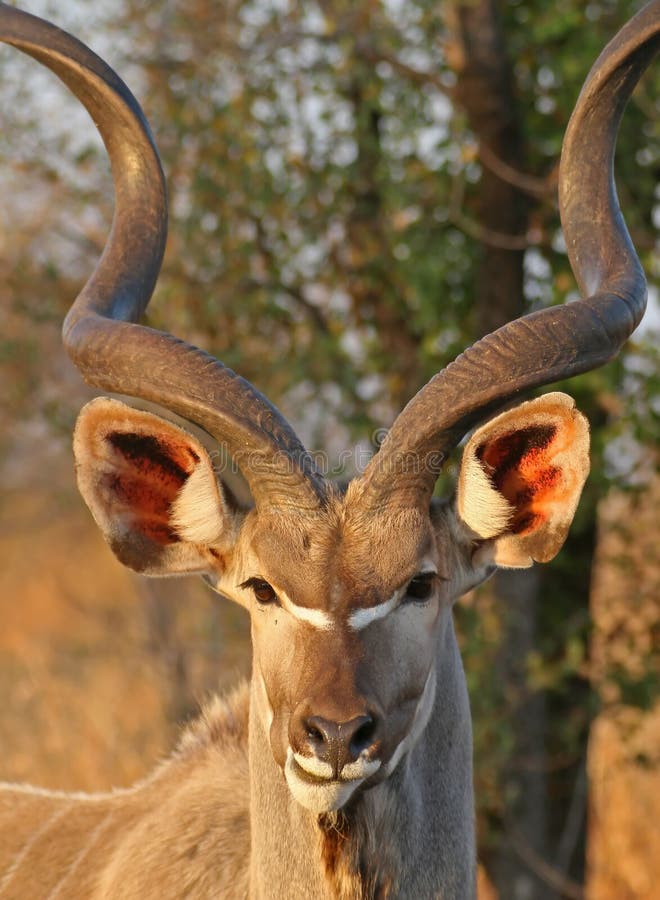 Kudu portrait stock image. Image of game, kudu, africa - 5002287