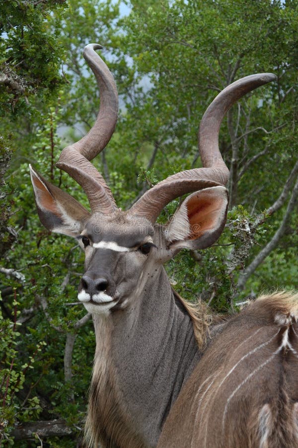 Kudu portrait stock photo. Image of safari, animal, strepsiceros - 5371572