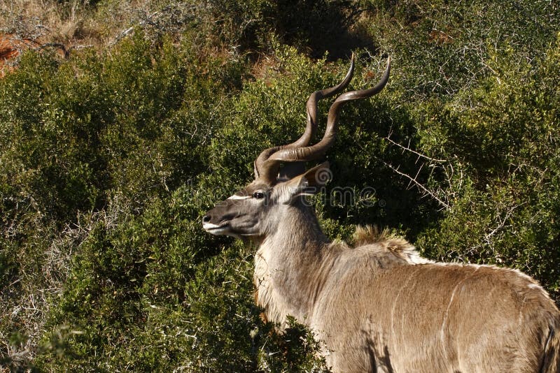 Kudu Picture. Image: 616719