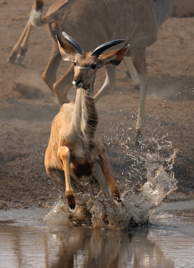 Kudu running stock image. Image of african, kudu, mammal - 12501419