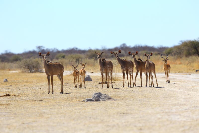 Kudu S Alert on Their Way To the Water Stock Image - Image of sunny ...