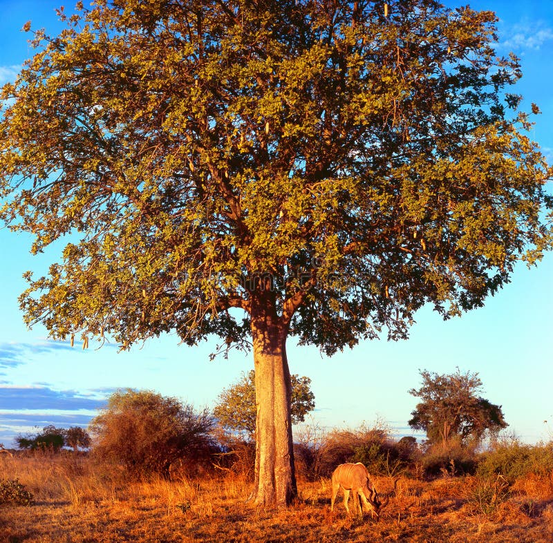 Kudu stock photo. Image of biome, kudu, kenya, autumn - 90989732