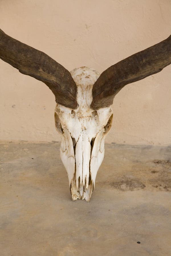 Kudu skull stock image. Image of kudu, mammal, bull, poaching - 6434049