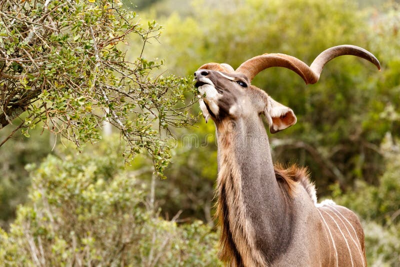 Kudu Stretching for a Leaf To Eat Stock Image - Image of etosha, horn ...