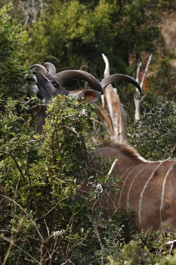 Kudu stretching to eat stock image. Image of african, white - 3077793