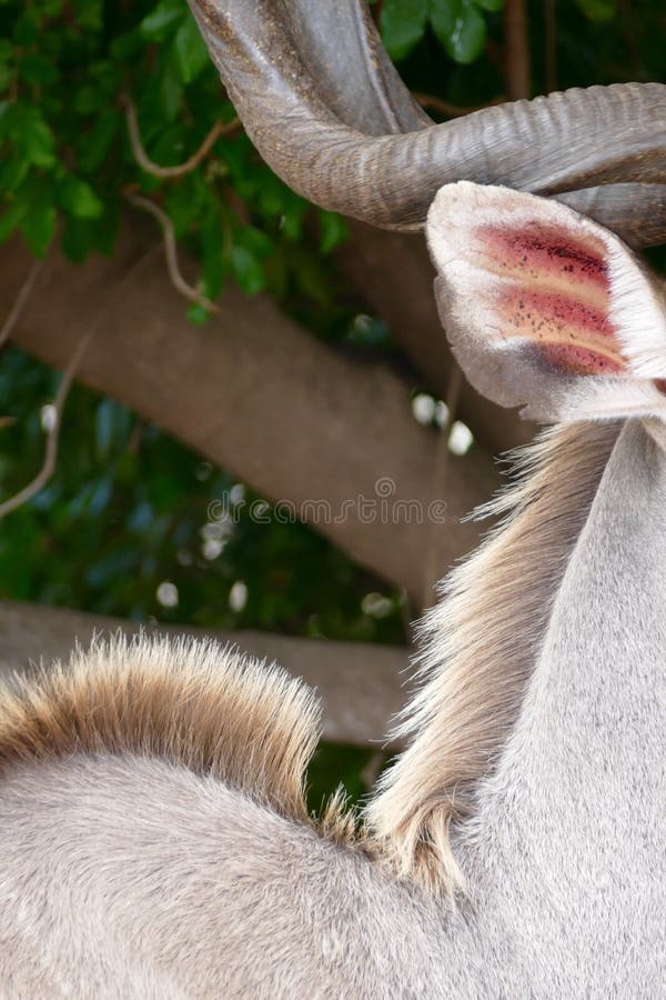 Kudu study stock image. Image of kudu, spine, hair, texture - 77408899
