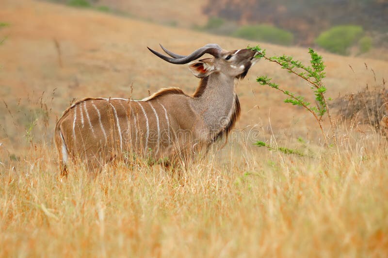 Kudu Picture. Image: 616719