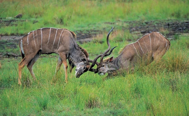 Kudus fighting stock photo. Image of africa, mammal, safari - 7310304