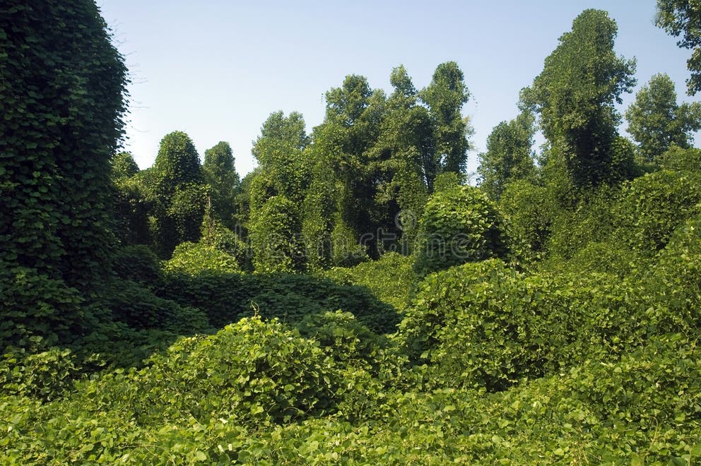 Kudzu stock image. Image of species, medicine, japanese - 15213715