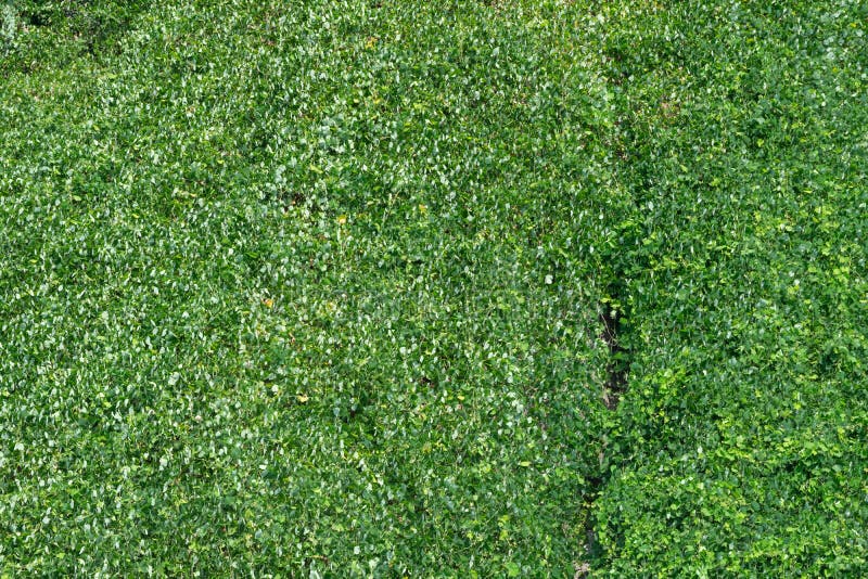 Thick Green Grass on a Hill Near the Sea Bay. Cloudy Sky Over ...