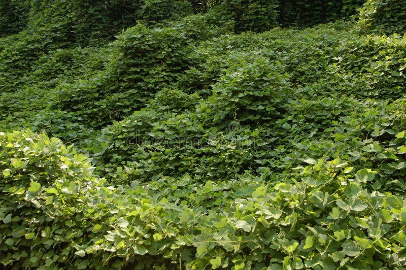 Kudzu vines stock photo. Image of leaves, closeup, vine - 6030550