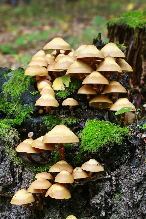 Kuehneromyces Mutabilis Mushrooms Stock Photo - Image of mutabilis ...