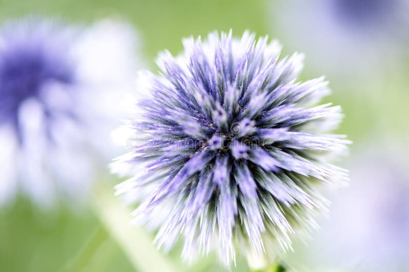 Kugel-Distel stockbild. Bild von blau, distel, blume, blätter - 199575