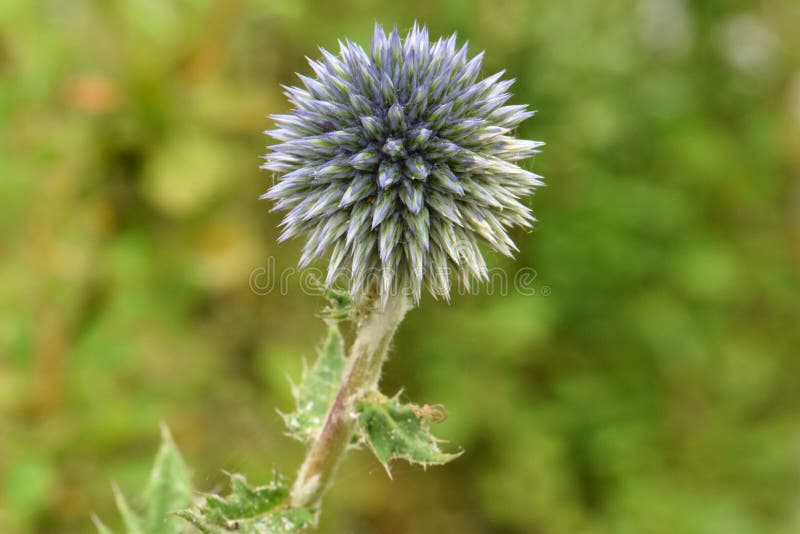 Kugel-Distel Auf Einem Undeutlichen Hintergrund Stockbild - Bild von ...