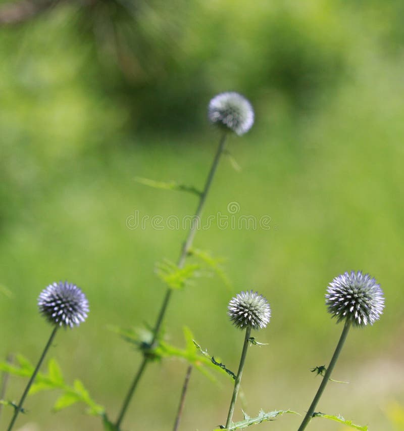 Kugel-Distel Familien-oder Echinops-Blumen Stockfoto - Bild von ruhe ...