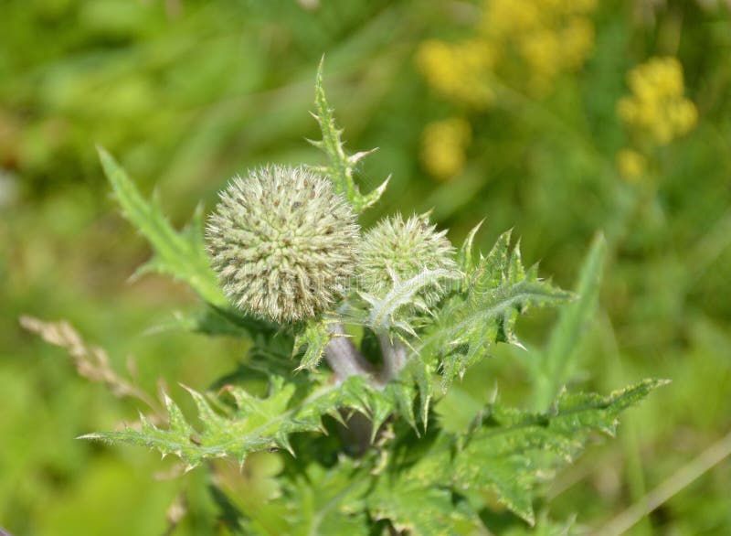 Kugel-Distel, Prikly-Echinops Stockfoto - Bild von stachelig, frech ...
