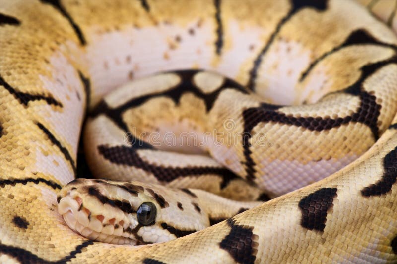 Ballpythonschlange, Die Auf Baum Klettert Python Royal Starke Schlange ...