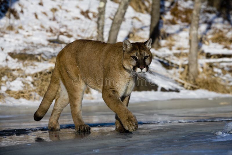 Kuguar Eller Puma, Kuguarconcolor Arkivfoto - Bild av puma, angus: 34862040