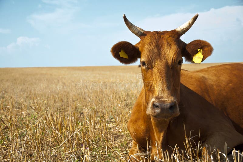 Holstein-Kuh, 4 Jahre Alt, Nahaufnahme Des Auges Stockfoto - Bild von ...