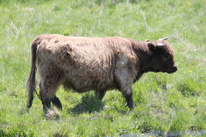 Kuh, langer Shaggy Hair stockbild. Bild von lang, vieh - 99439073
