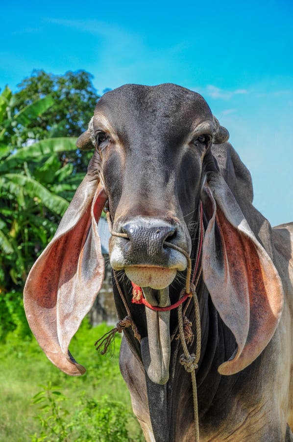 Kuh mit den langen Ohren stockfoto. Bild von nave, getrennt - 25431316