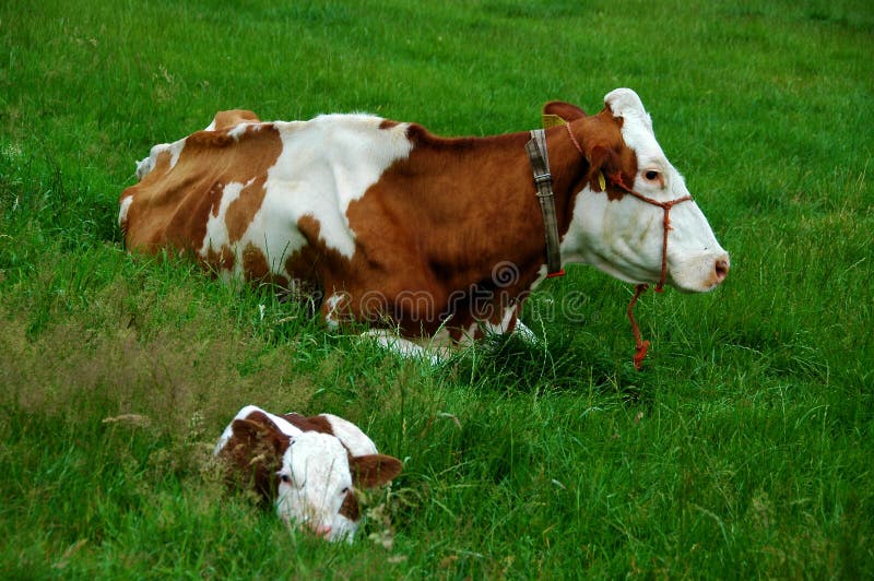 Kuh und Kalb stockfoto. Bild von sentimental, kind, tier - 20080982
