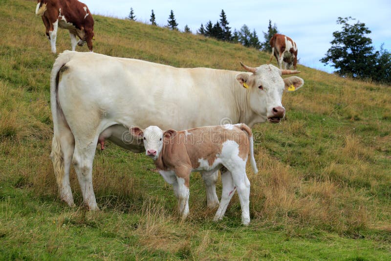 Kuh und Kalb stockbild. Bild von tier, ranch, rindfleisch - 26005095