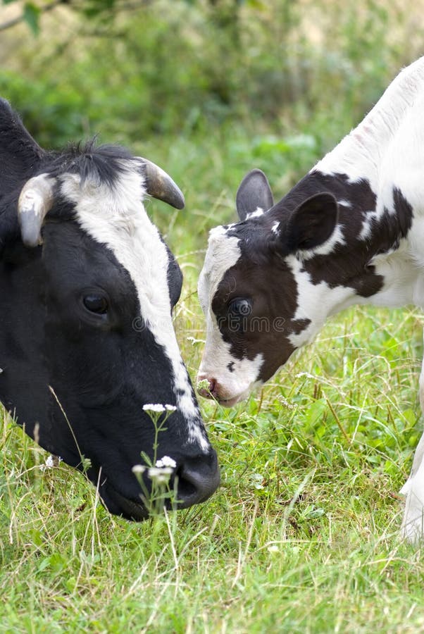 Kuh und Kalb stockbild. Bild von wiese, vieh, gesund, essen - 6132999