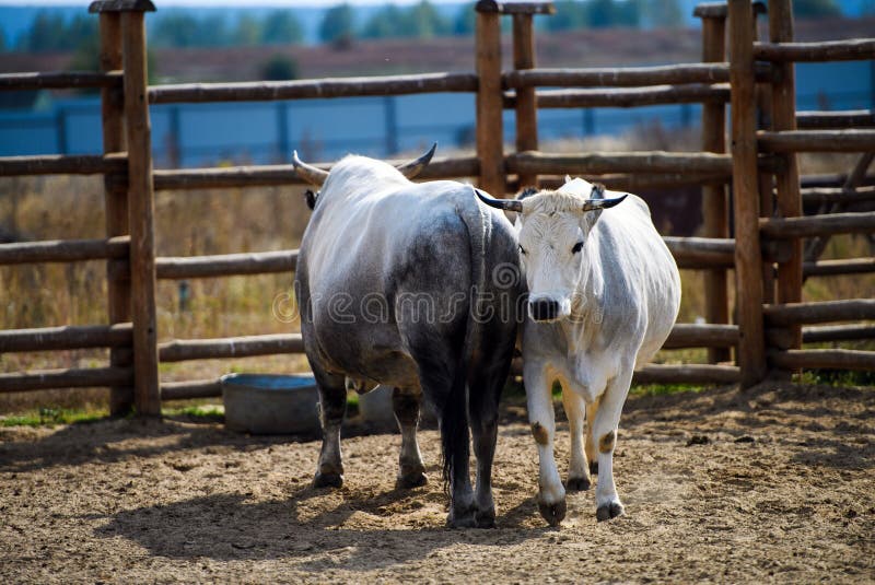 Hereford-Stiere, Die In Der Graslandweide In Saskatchewan, Kanada ...