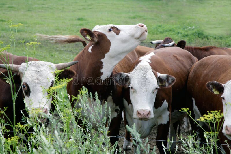 Herde der Kuh stockbild. Bild von caboodle, stier, landschaft - 61360355