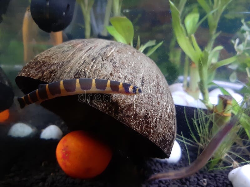 Kuhli Loach in Aquarium with Stunning Yellow Stripes Stock Photo ...