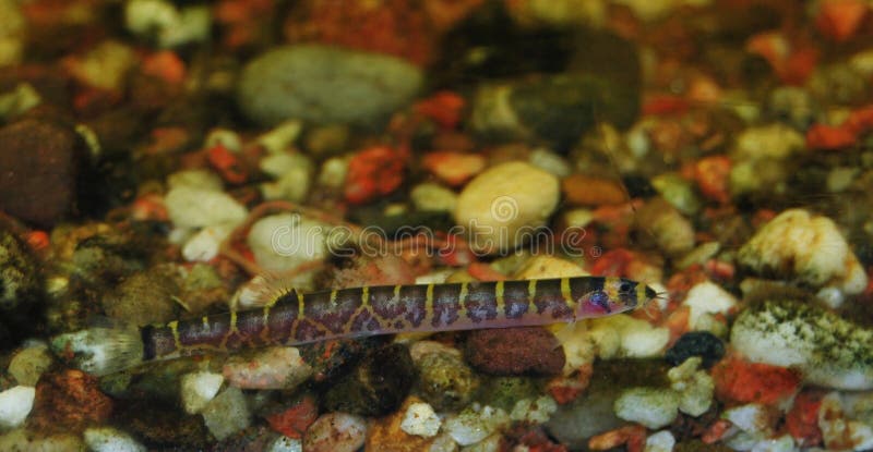 Kuhli Loach (Pangio Kuhlii) Stock Photo - Image of stripes, aquarium ...