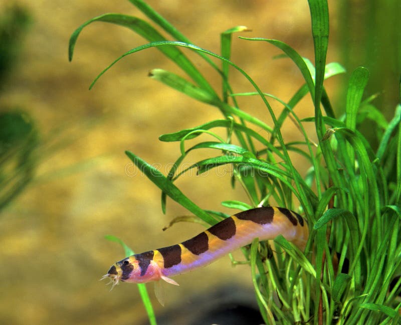 Kuhli-Schmerle-Wels Pangio-kuhlii Frischwasseraquariumfische Stockfoto ...